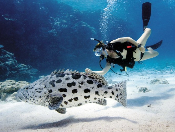 Lizard Island scuba diving with cod — Yacht Charter & Superyacht News